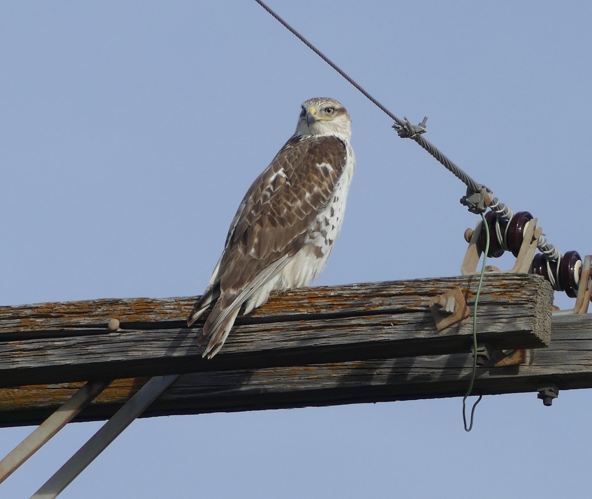 eBird Checklist - 2 Feb 2025 - 11300–11320 106th Rd, Dodge City US-KS ...