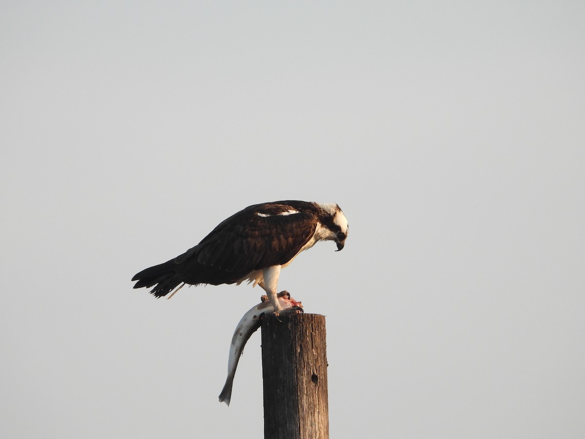 eBird Checklist - 1 Feb 2025 - Back Bay Science Center - 6 species