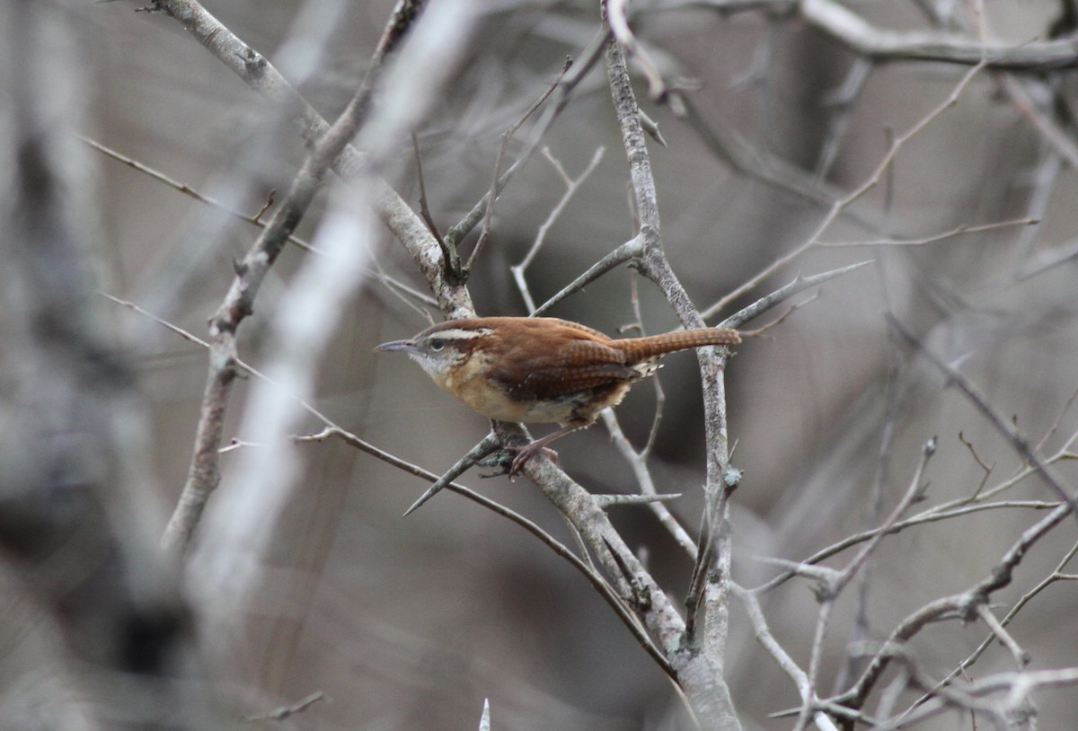eBird Checklist - 1 Feb 2025 - Gatling Point - 14 species (+1 other taxa)