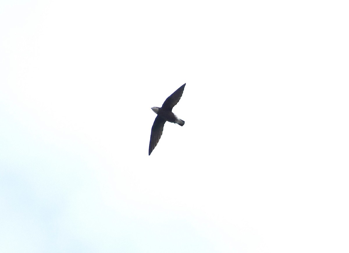 eBird Checklist - 3 Feb 2025 - Hartland cnr Tambo Pak. - 8 species