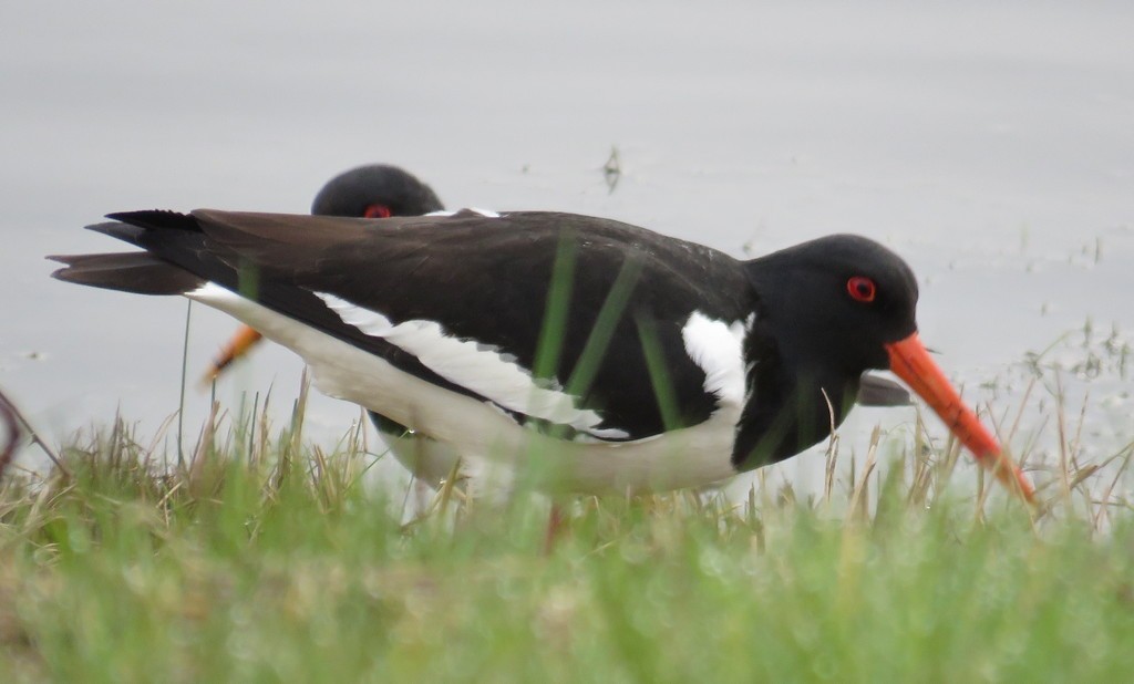 eBird Checklist - 28 Mar 2017 - Testwood Lakes HIWWT NR - 46 species