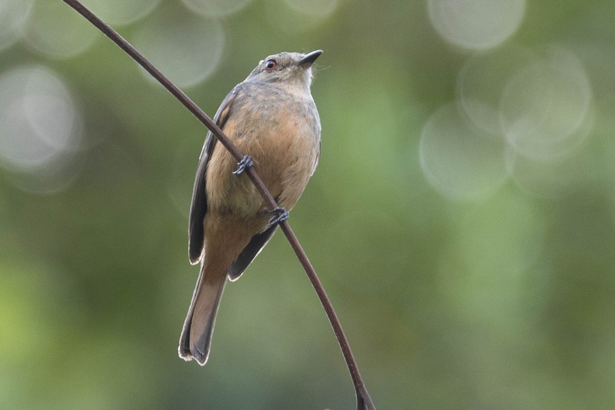 eBird Checklist - 17 Oct 2024 - Auto selected -13.05356, -71.53967 - 15 ...