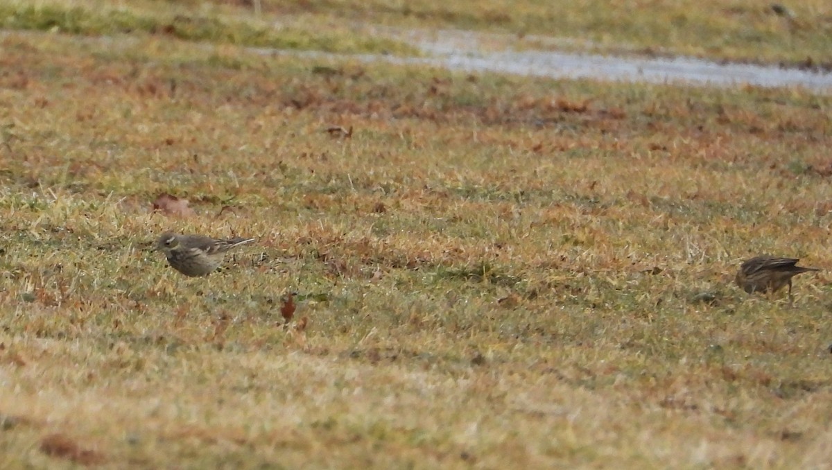 eBird Checklist - 3 Feb 2025 - Bull Run Regional Park - 31 species