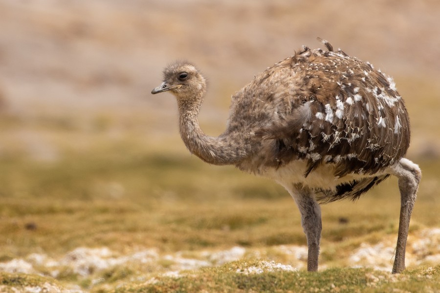 Lesser Rhea (Puna) - eBird