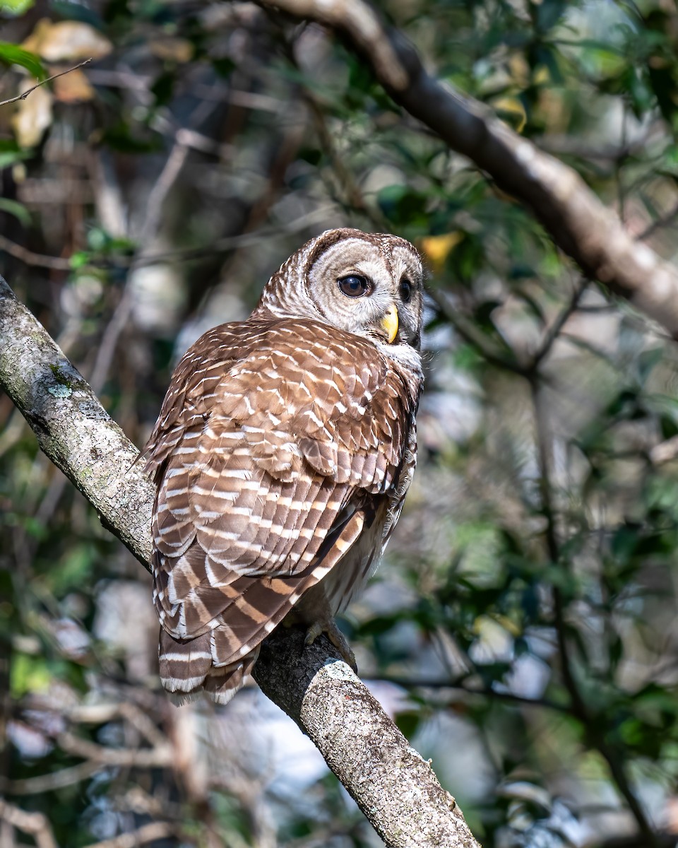 eBird Checklist - 3 Feb 2025 - Frenchman's Forest Nature Preserve - 18 ...