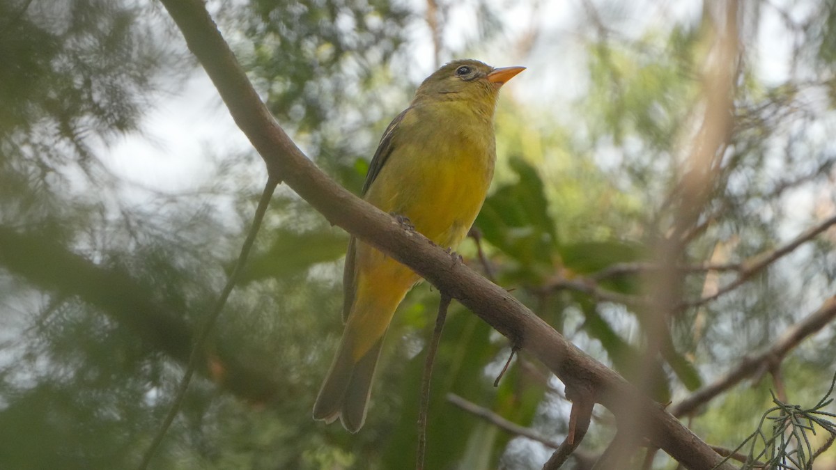 ML630126939 - Western Tanager - Macaulay Library