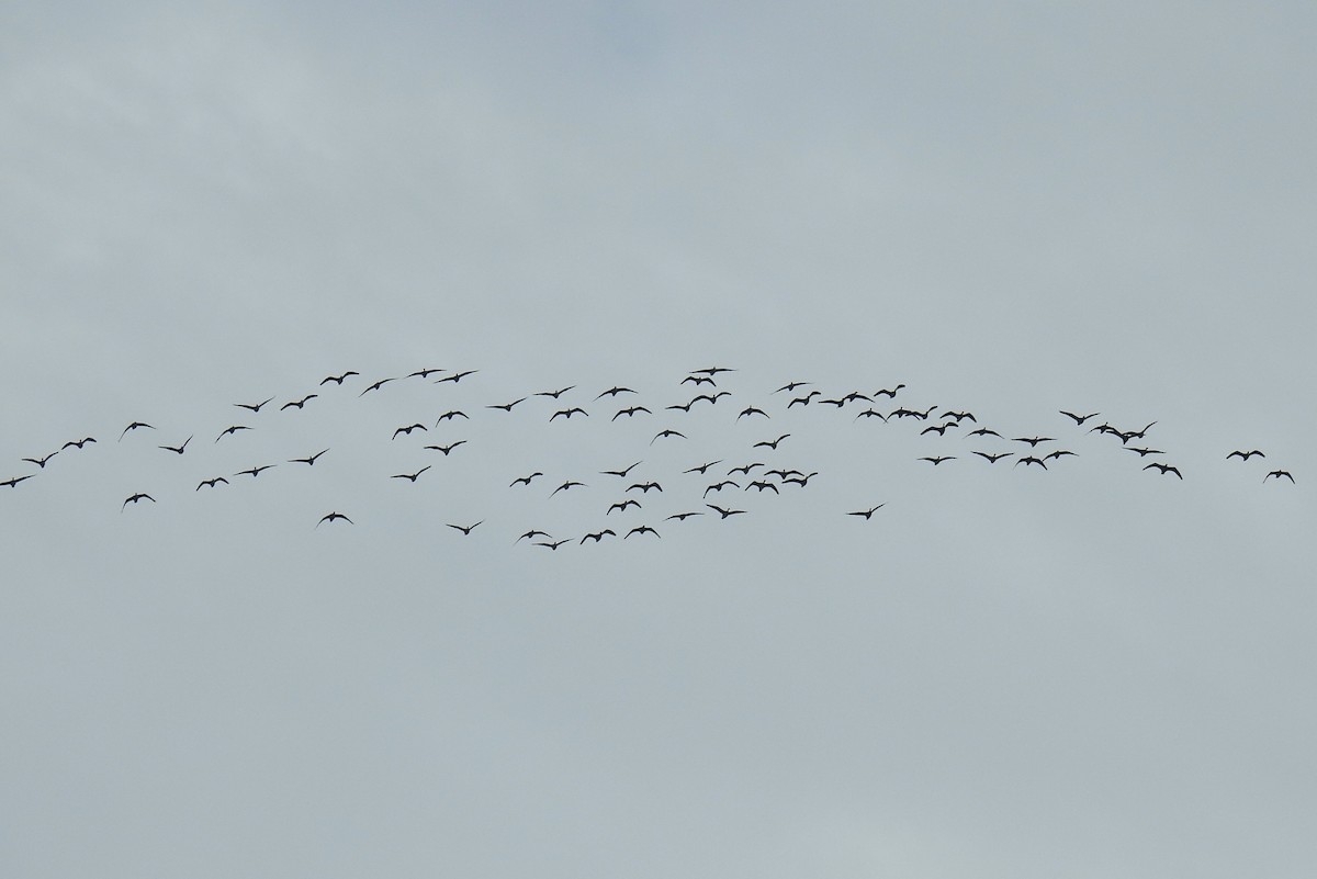 eBird Checklist - 3 Feb 2025 - Prairie Oaks Metro Park--Darby Bend ...