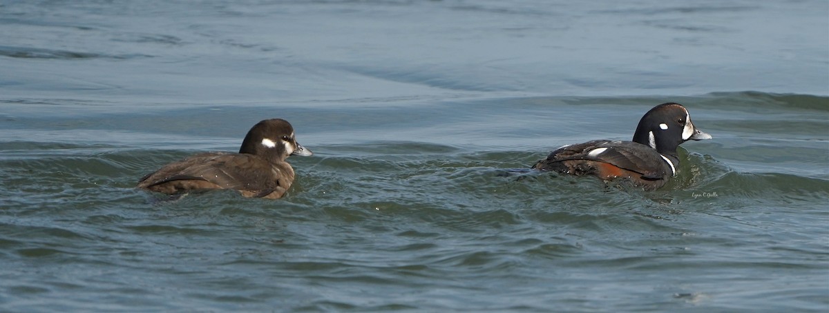 eBird Checklist - 3 Feb 2025 - Delaware Seashore State Park @ Indian ...