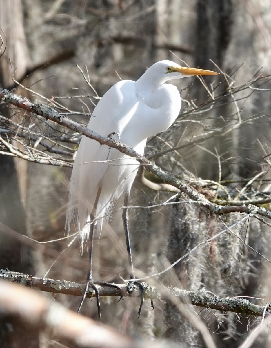 eBird Checklist - 3 Feb 2025 - Bogue Chitto NWR - 24 species