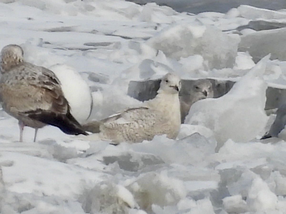 ML630133804 - Iceland Gull - Macaulay Library