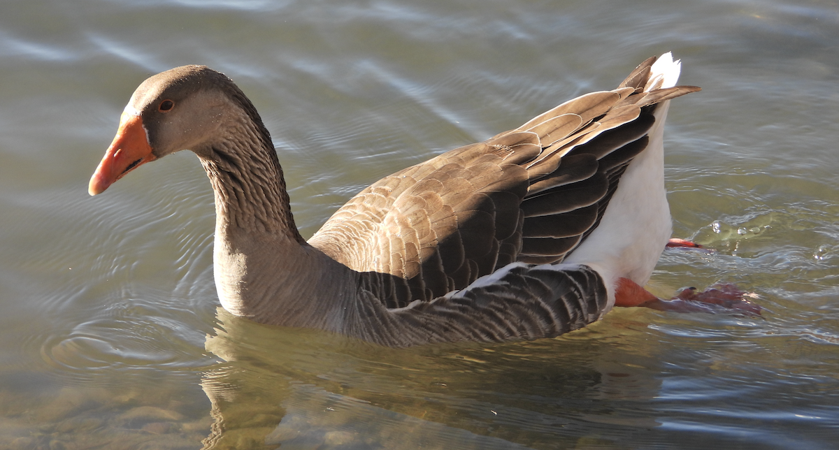 eBird Checklist - 30 Jan 2025 - Sands Lake SWA - 19 species (+1 other taxa)