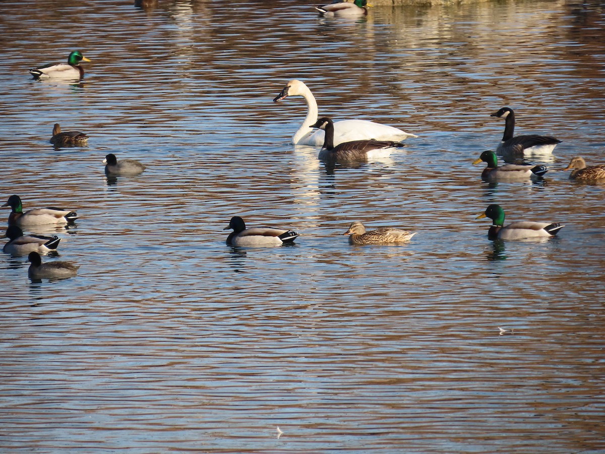 eBird Checklist - 3 Feb 2025 - E.J. Breneman Quarry - 5 species