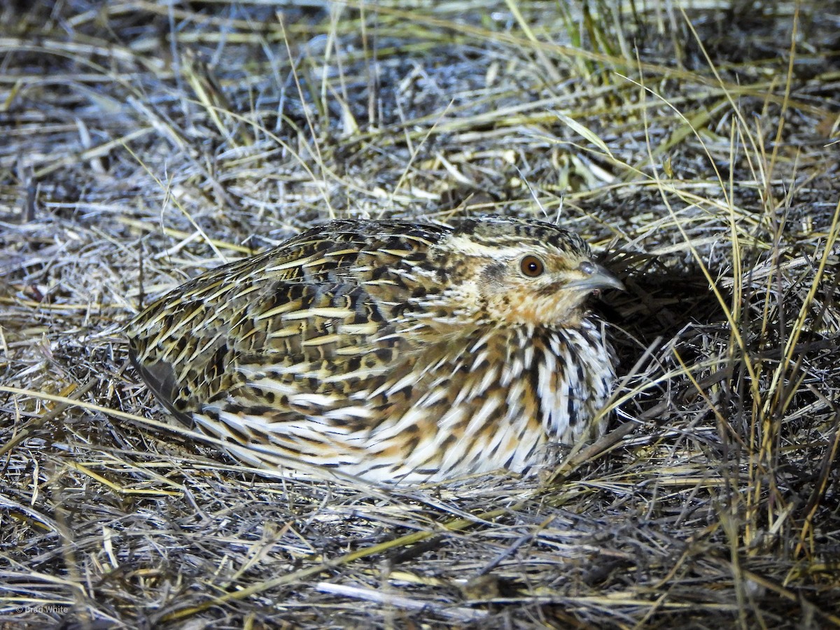 eBird Checklist - 1 Feb 2025 - Terrick Terrick National Park--Grassland ...