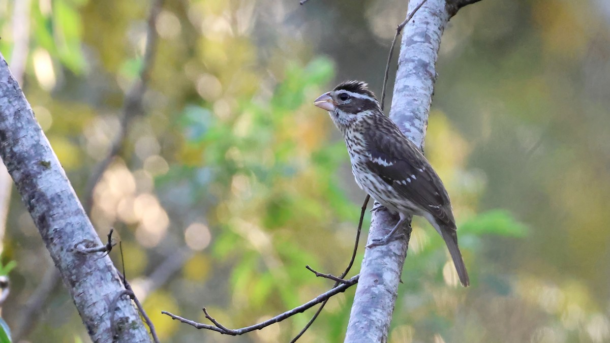 eBird Checklist - 3 Feb 2025 - Loxahatchee NWR - 18 species