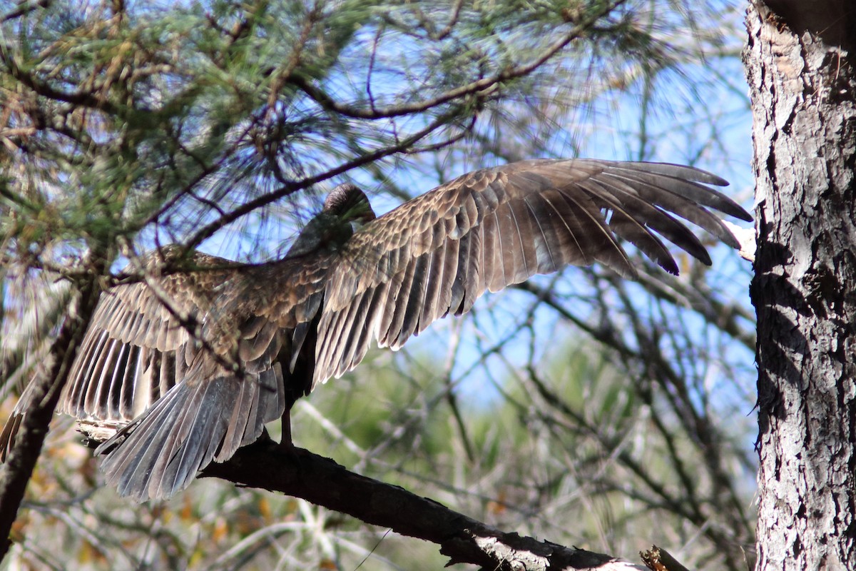 eBird Checklist - 3 Feb 2025 - Ernest F. Hollings ACE Basin National ...