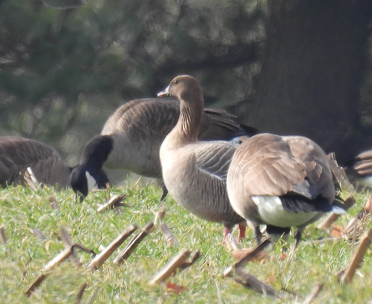 Pennsylvania Bird Atlas Checklist - 3 Feb 2025 - Pink-footed Goose - Rt ...
