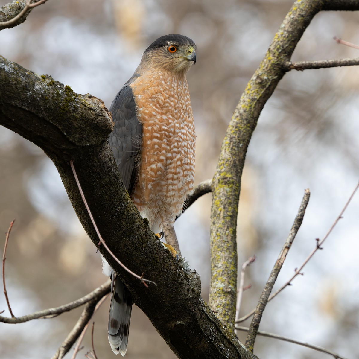 ML630145550 - Cooper's Hawk - Macaulay Library