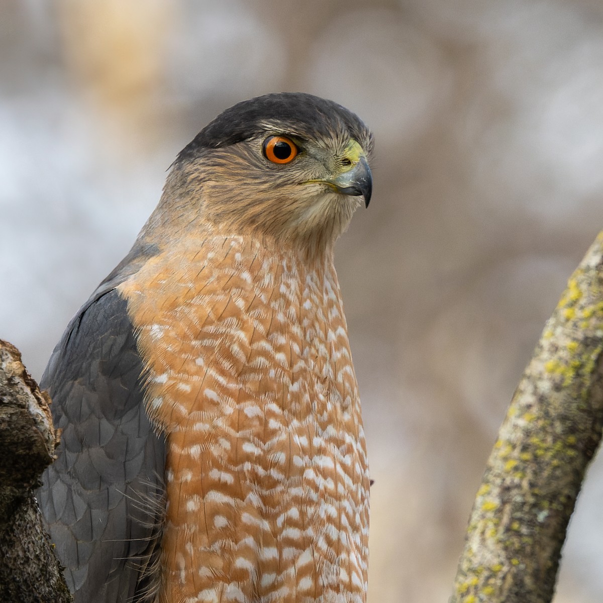 ML630145567 - Cooper's Hawk - Macaulay Library