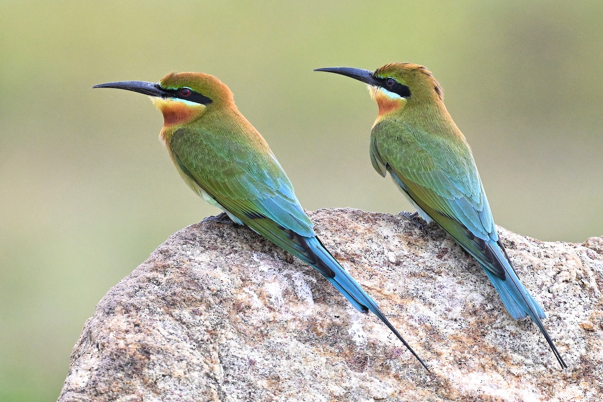 ML630145611 - Blue-tailed Bee-eater - Macaulay Library