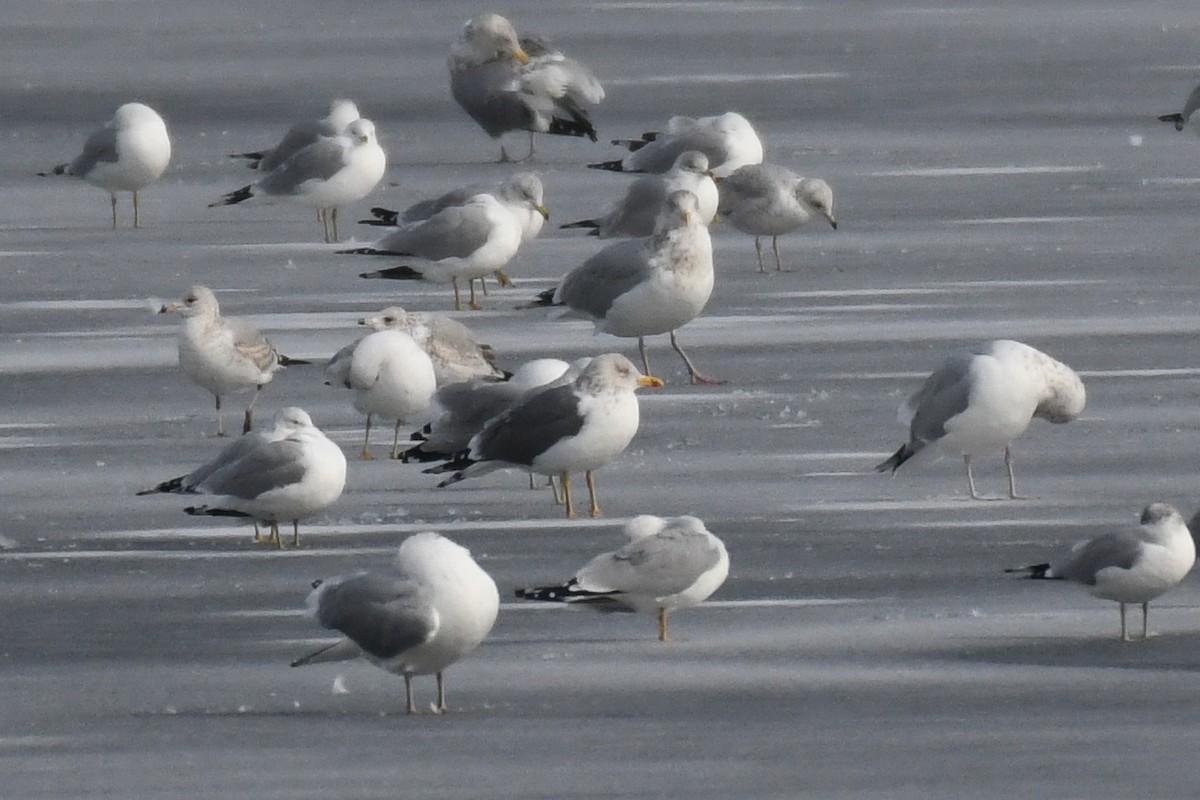 eBird Checklist - 3 Feb 2025 - Central Park--Jacqueline Kennedy Onassis ...