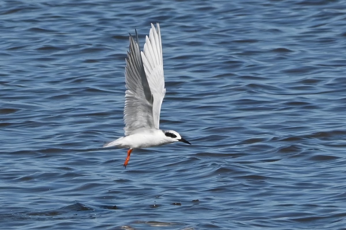 eBird Checklist - 24 Jan 2025 - Bolivar Flats Shorebird Sanctuary--17th ...