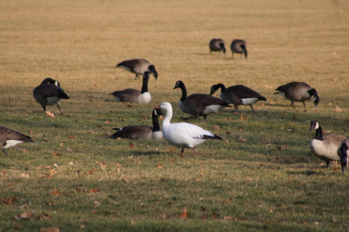 eBird Checklist - 3 Feb 2025 - Central Park - 17 species (+1 other taxa)