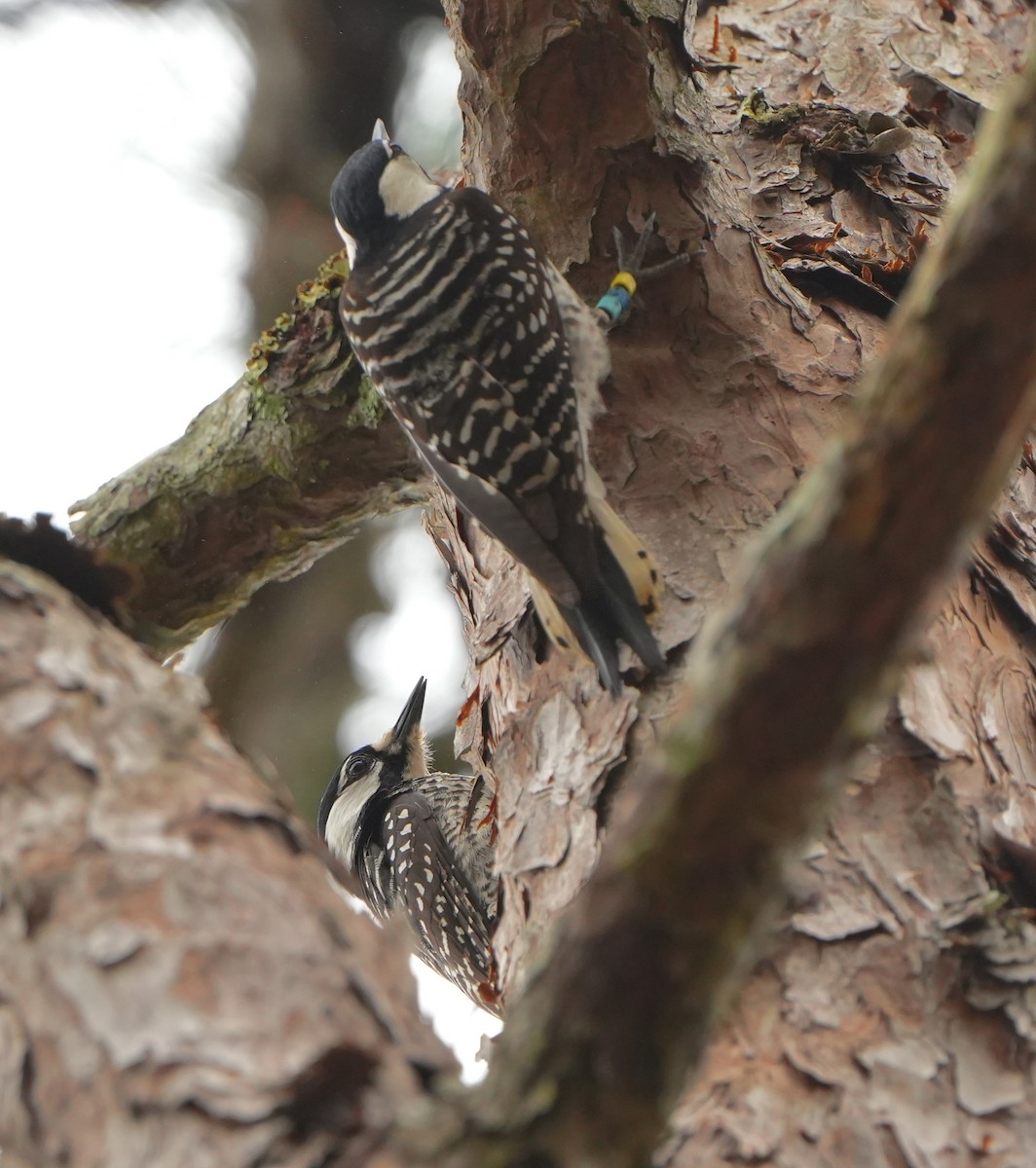 eBird Checklist - 3 Feb 2025 - Withlacoochee State Forest--Croom Tract ...