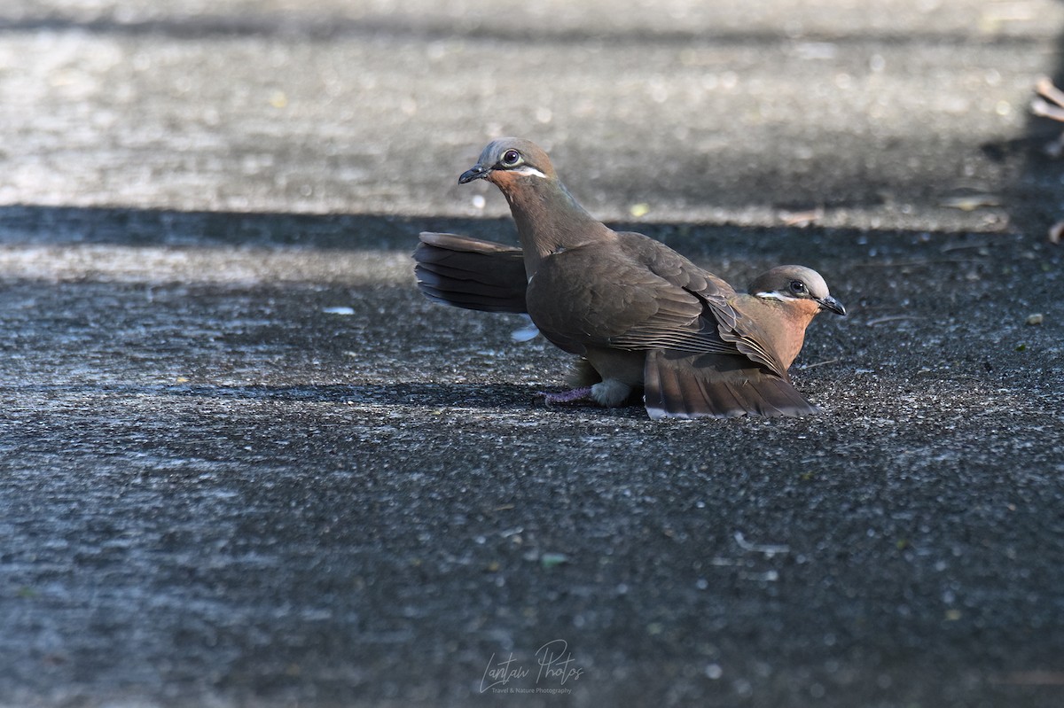 ML630150161 - White-eared Brown-Dove - Macaulay Library