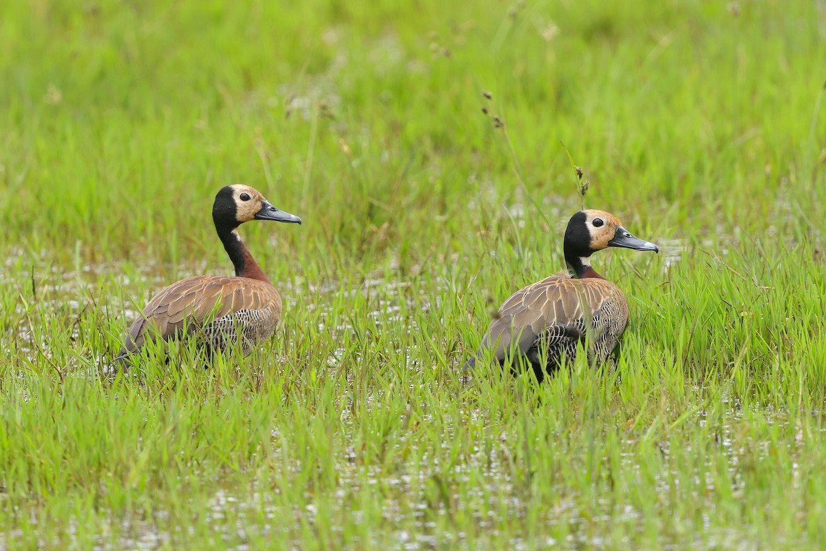 eBird Checklist - 2 Feb 2025 - Madunga Village - 35 species