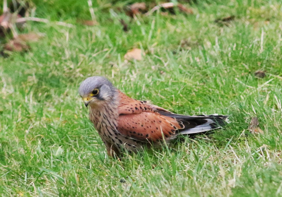 eBird Checklist - 4 Feb 2025 - Ogden Water - 22 species (+1 other taxa)