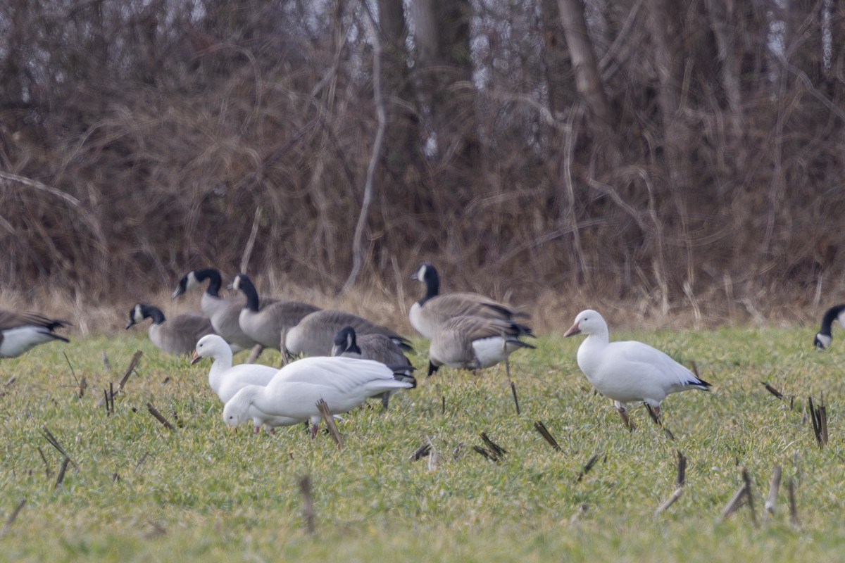 Pennsylvania Bird Atlas Checklist - 3 Feb 2025 - 1601–1631 W Doe Run Rd, Kennett Square US-PA ...