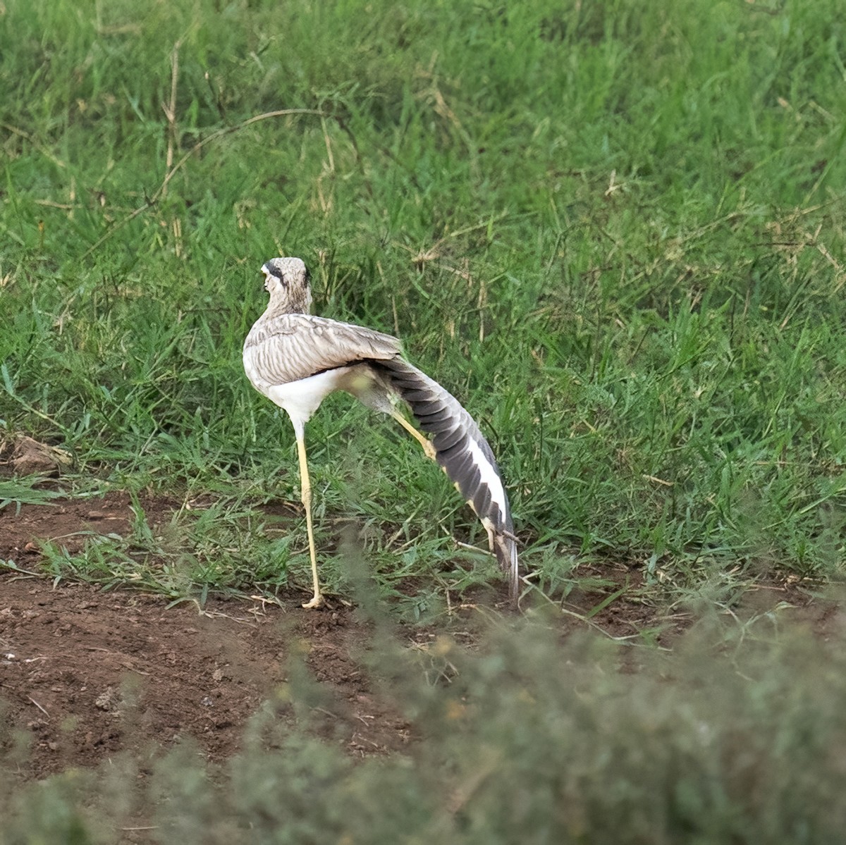 eBird Checklist - 14 Jan 2025 - Ensenada Lodge [Área General] - 37 species