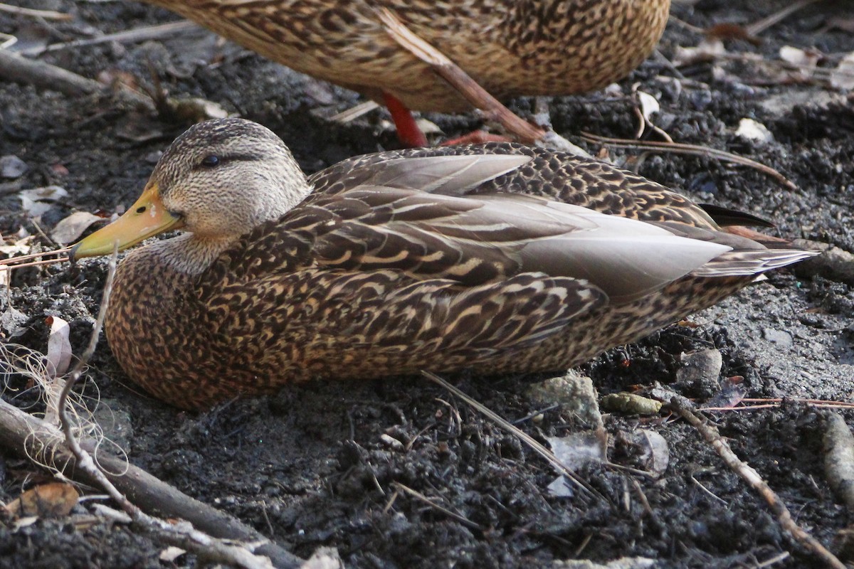 eBird Checklist - 3 Feb 2025 - Prescott--Goldwater Lakes - 21 species