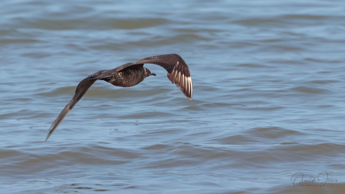 eBird Checklist - 3 Feb 2025 - Desembocadura Arroyo El Jiote - 13 species