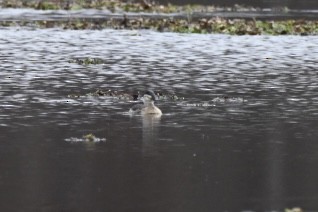 ML630175363 - Ruddy Duck - Macaulay Library