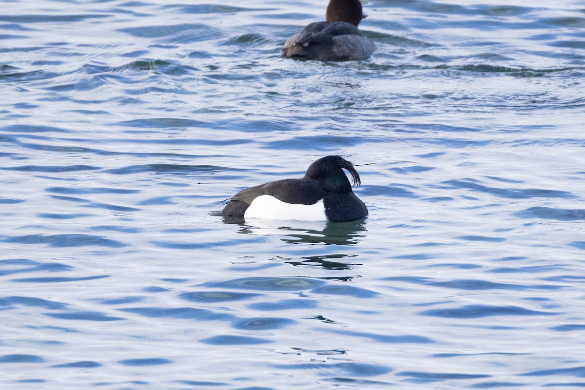 eBird Checklist - 4 Feb 2025 - Toronto--Colonel Samuel Smith Park - 23 ...