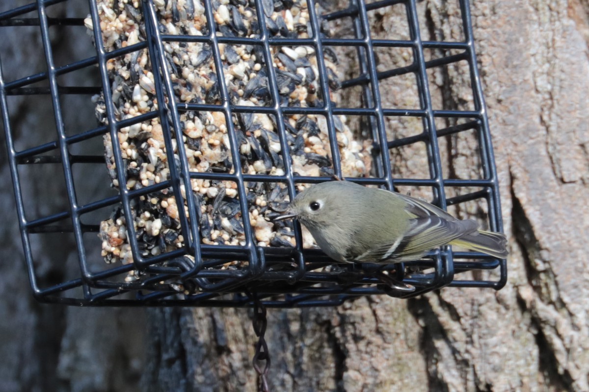 Pennsylvania Bird Atlas Checklist - 4 Feb 2025 - 399 Upper Georges Valley Rd, Spring Mills US-PA ...