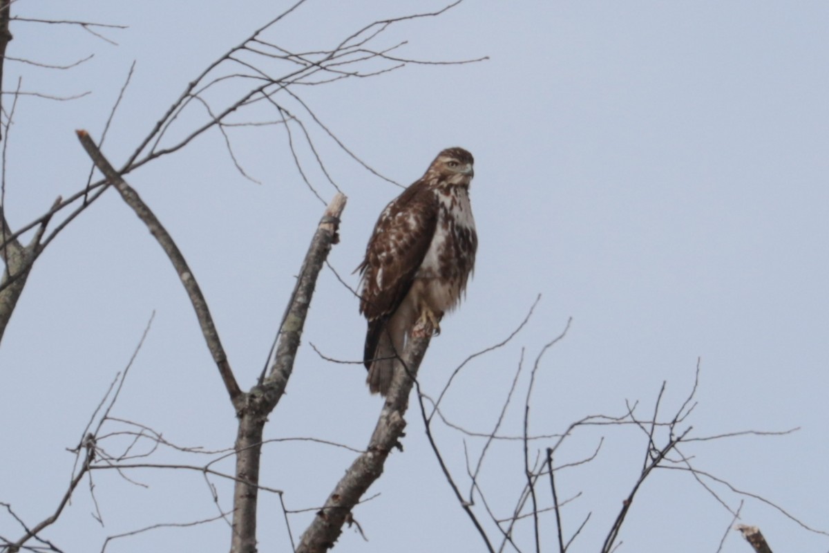 Pennsylvania Bird Atlas Checklist - 3 Feb 2025 - 406 Upper Georges Valley Rd, Spring Mills US-PA ...