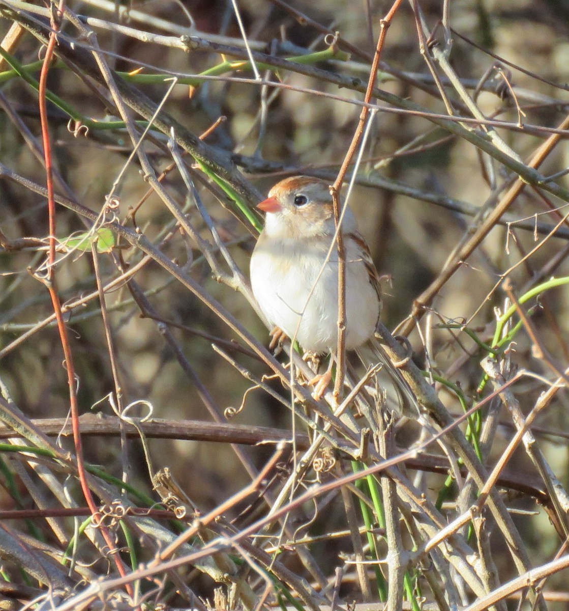 North Carolina Bird Atlas Checklist - 4 Feb 2025 - McNeill Lake Rd ...