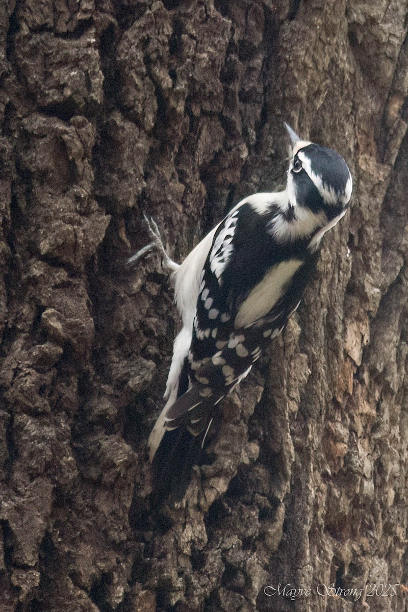 eBird Checklist - 4 Feb 2025 - Tyler SP (PPW-E 065) - 28 species