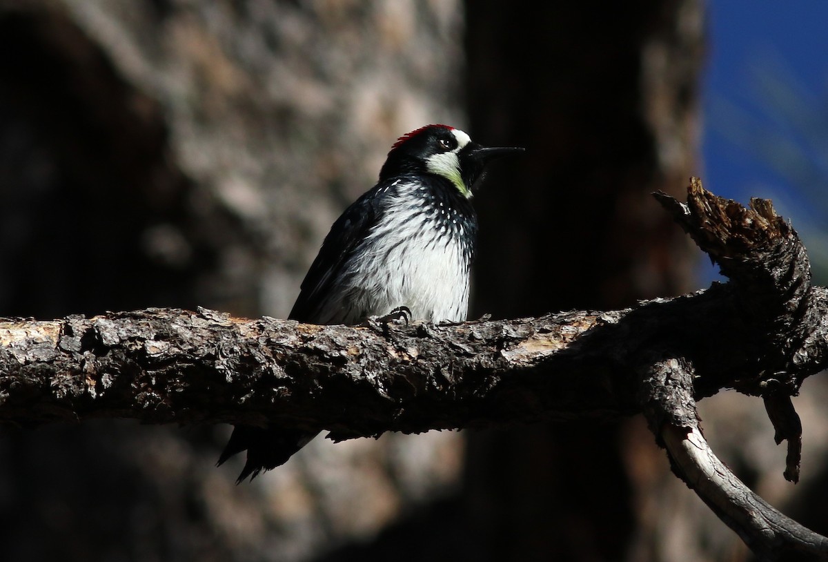 eBird Checklist - 4 Feb 2025 - Mt. Lemmon--Bear Canyon (Cypress, Middle ...