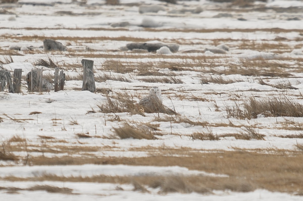 ML630190870 - Snowy Owl - Macaulay Library