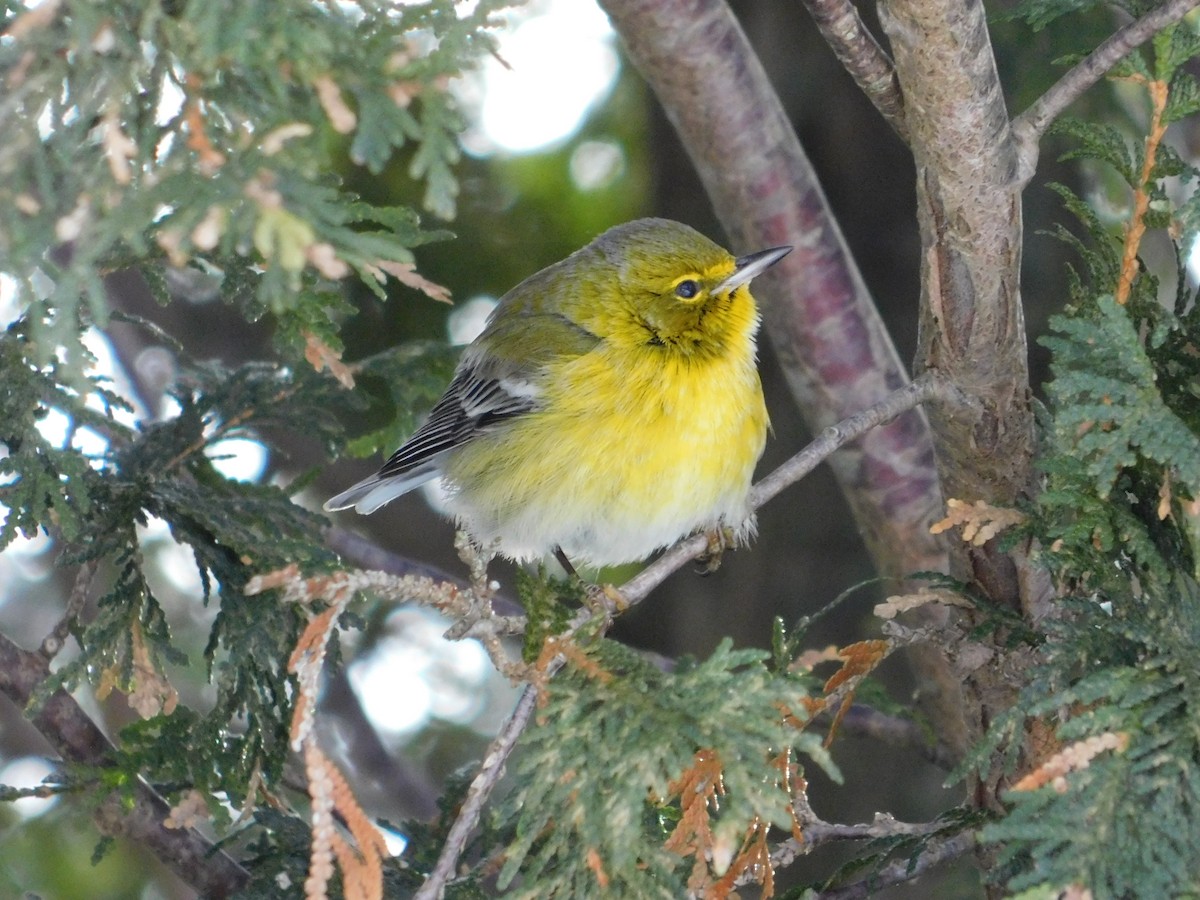 eBird Checklist - 3 Feb 2025 - Port Williams - 20 species
