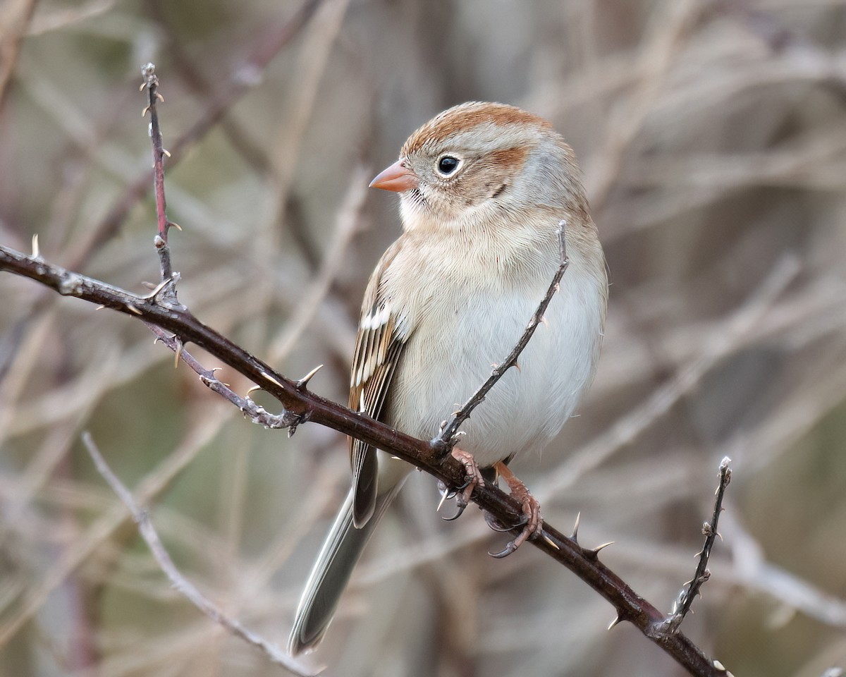 eBird Checklist - 4 Feb 2025 - Fowler Rd. Irrigation Pond - 8 species