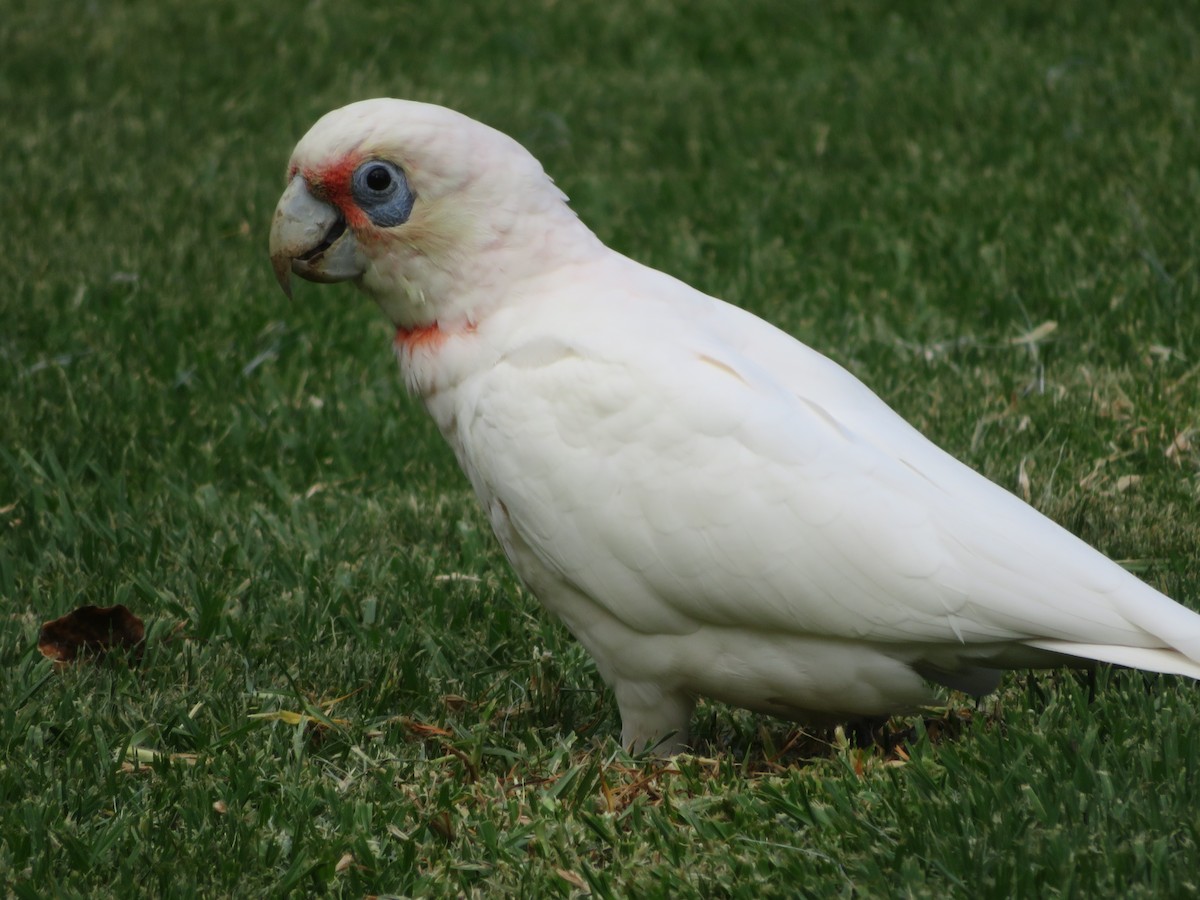 eBird Checklist - 5 Feb 2025 - Woden Cemetery - 11 species