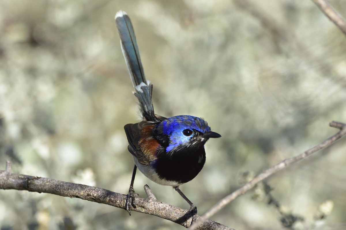 eBird Checklist - 1 Feb 2025 - Fivebough Wetlands - 34 species
