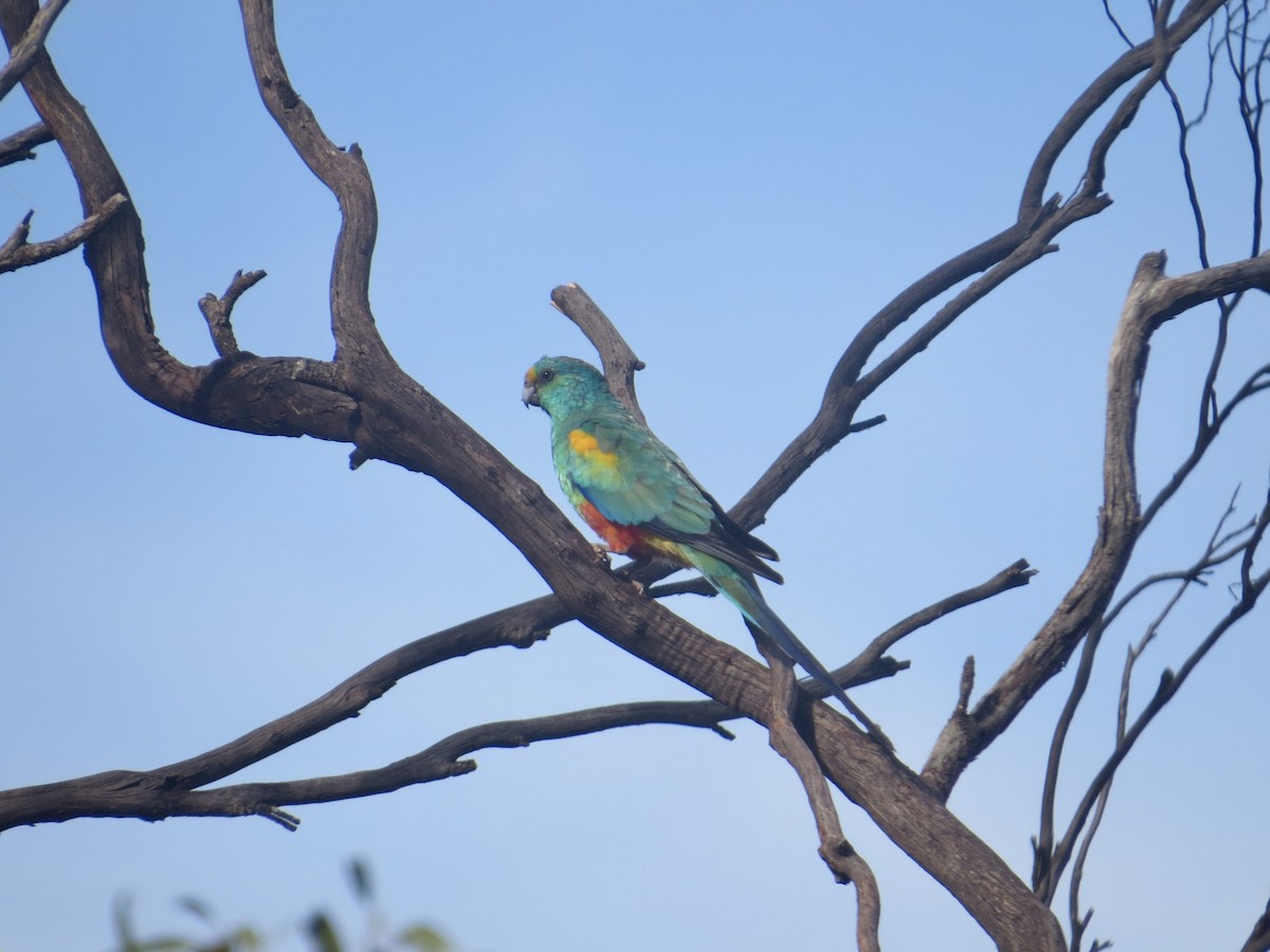 eBird Checklist - 25 Jan 2025 - Murray-Sunset National Park--Millewa ...