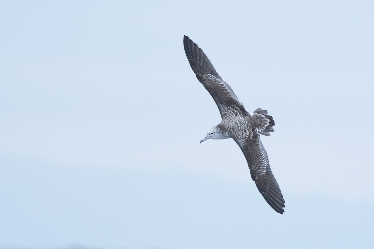 eBird Checklist - 5 Feb 2025 - 宜蘭--南方澳-東澳-南澳海域(Yilan--Nanfang'ao, Dong ...
