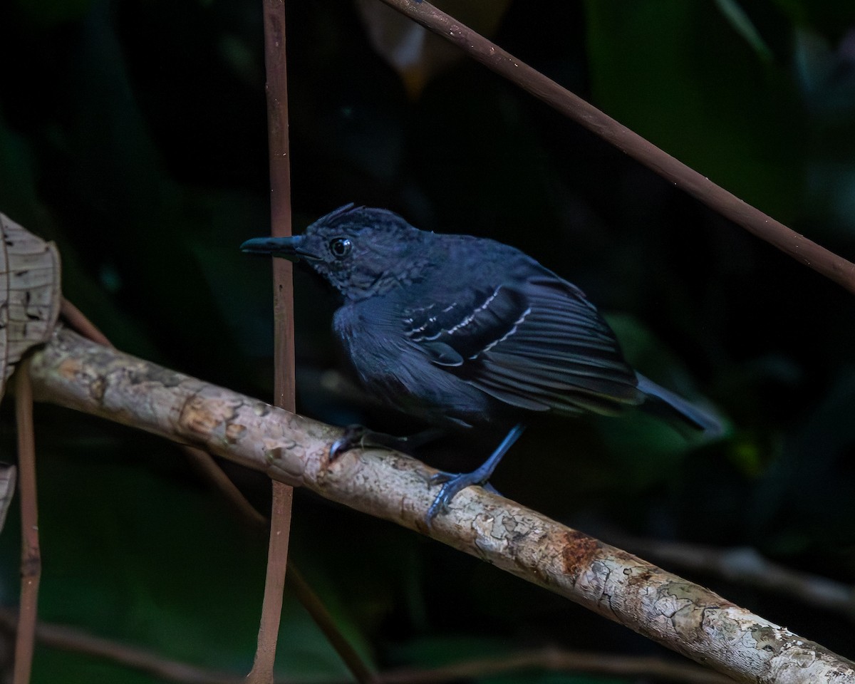 ML630218968 - Black-headed Antbird - Macaulay Library