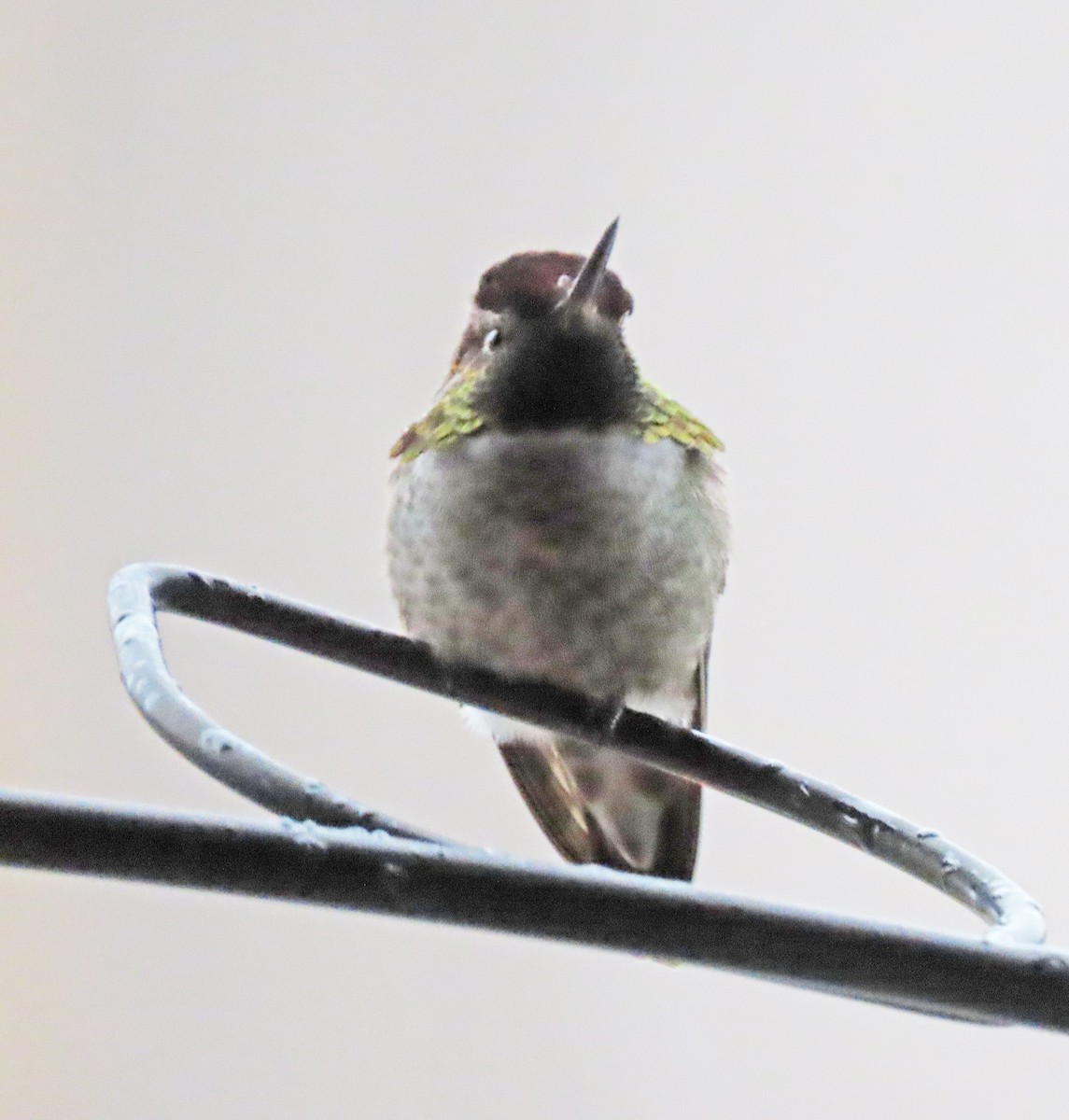 eBird Checklist - 5 Feb 2025 - Dallas Retirement Village - 3 species